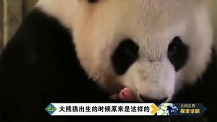 第一次见, 大熊猫出生的时候原来是这样的哦!