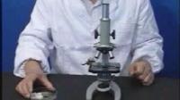 小鱼尾鳍血液循环