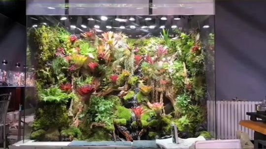再做一个小型雨林景。想看细节的请加关注吧。#玻璃缸中的大自然 @...