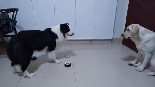 同样都是狗,凭什么我要听你的,真是狗仗人势