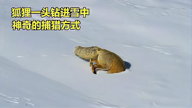 狐狸在雪地中捕猎,利用出色的听力辨别猎物,这个动作太牛了