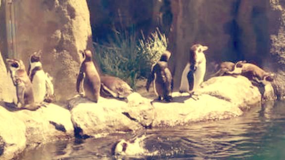 企鹅竟然溺水身亡 离奇死亡事件引关注