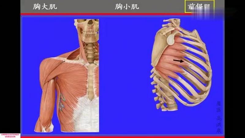 厦门大学医学解剖视频,内容精干简练