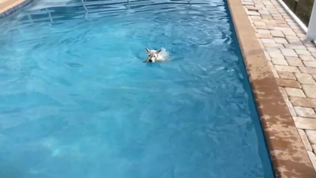 没想到这只狗狗竟然是个游泳爱好者,出门就直奔泳池去了