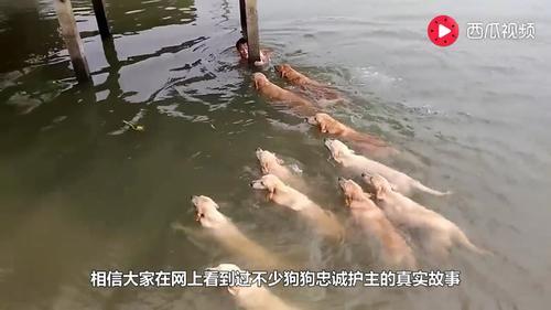 小男孩在河里学游泳,狗狗误认为溺水,强行施救将其拖上岸
