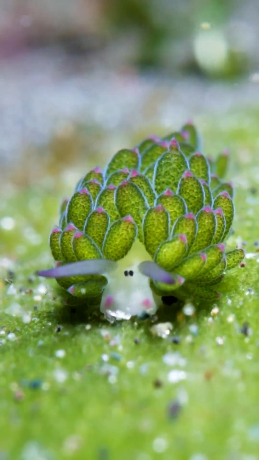 海底世界里那些萌萌的小动物