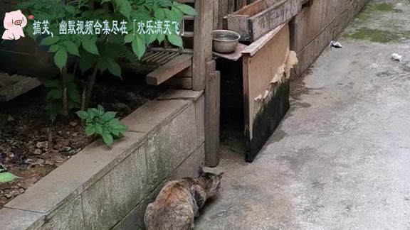 路边遇到一只猫咪,让我看到猫抓老鼠的全过程,真的好厉害啊。