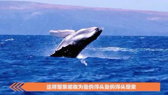 为什么鱼总爱浮出水面?