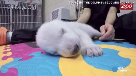 短视频记录小北极熊成长记.mp4