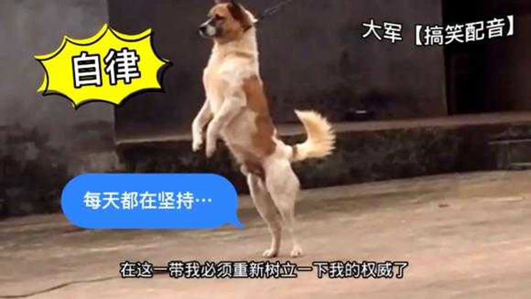 狗狗模仿人类 模仿的有模有样