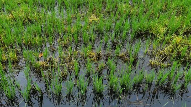 这个技术能成为水稻栽培上的革命么?中海聊农业-种植篇