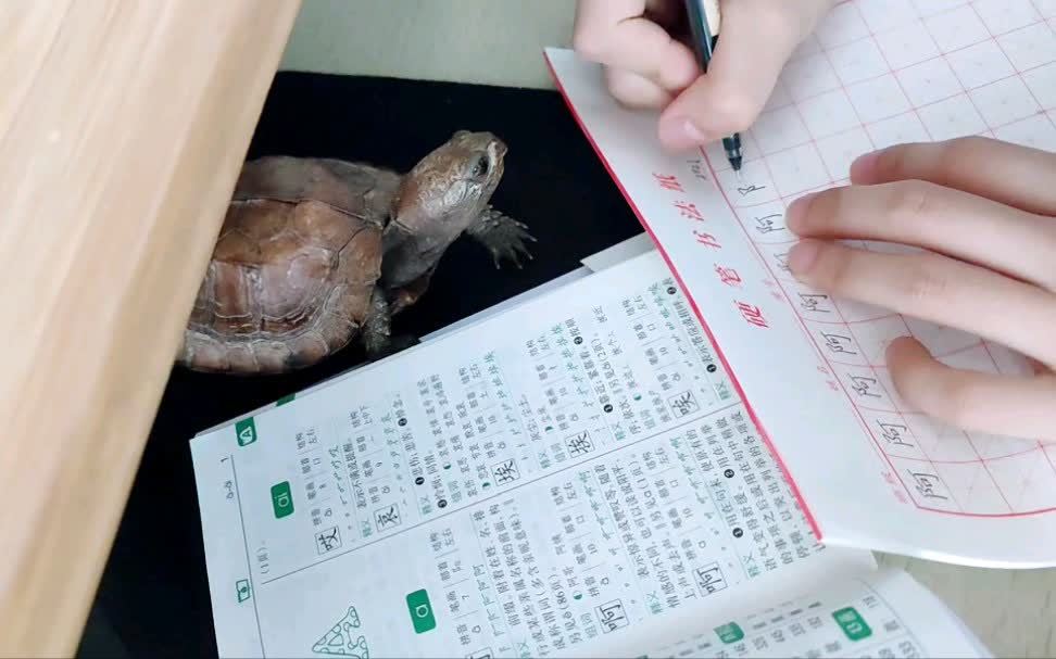 让你陪我练字,不是让你咬手咬笔咬尺子咬橡皮筋咬镯子