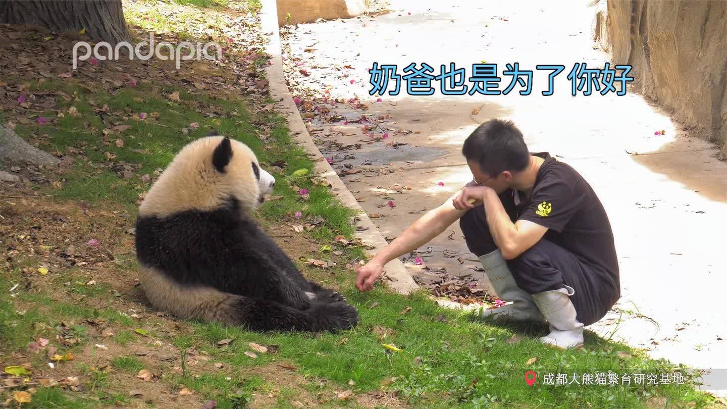 在大熊猫的成长过程中,奶爸奶妈们都有哪些谆谆教导呢?