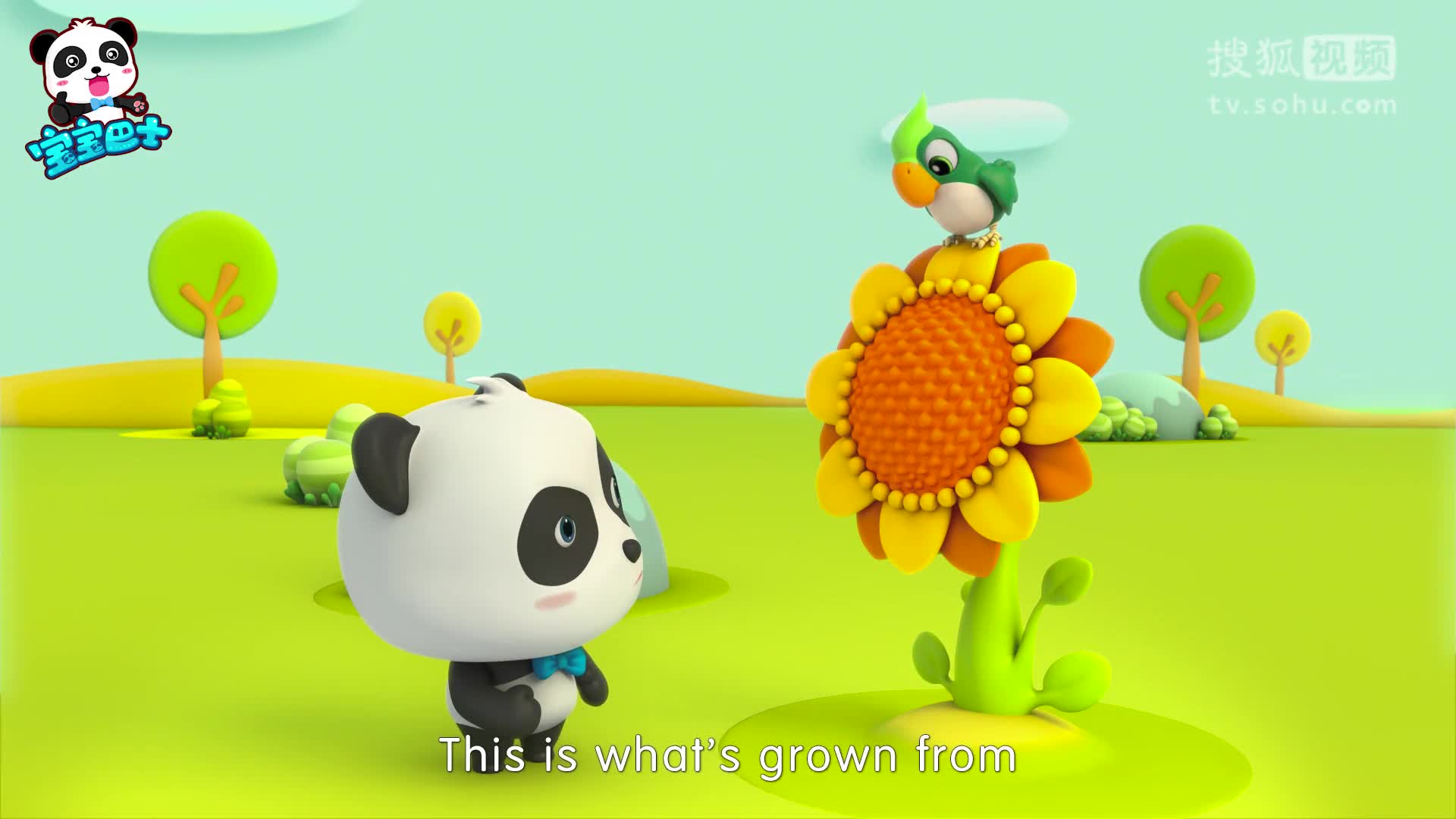 宝宝巴士之熊猫奇奇 第9集 向日葵 Sunflower