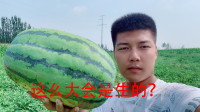 农村老文种西瓜终于有盼头,摘了最大一个回家,切开尴尬了!