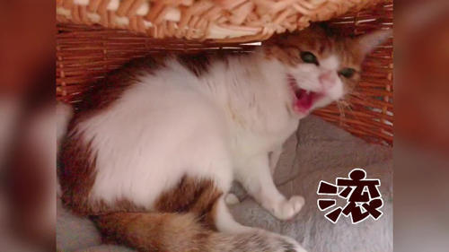 猫咪的信任度测试,只要抓住头部5秒,猫咪不反抗即为挑战成功