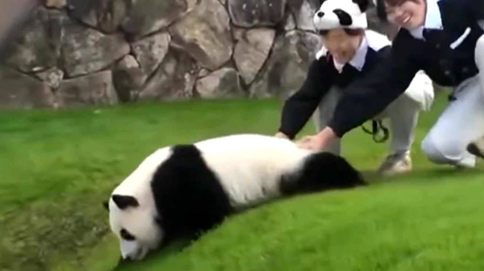 大熊猫来到日本动物园,两个漂亮小姐姐都管不住,镜头拍下全过程