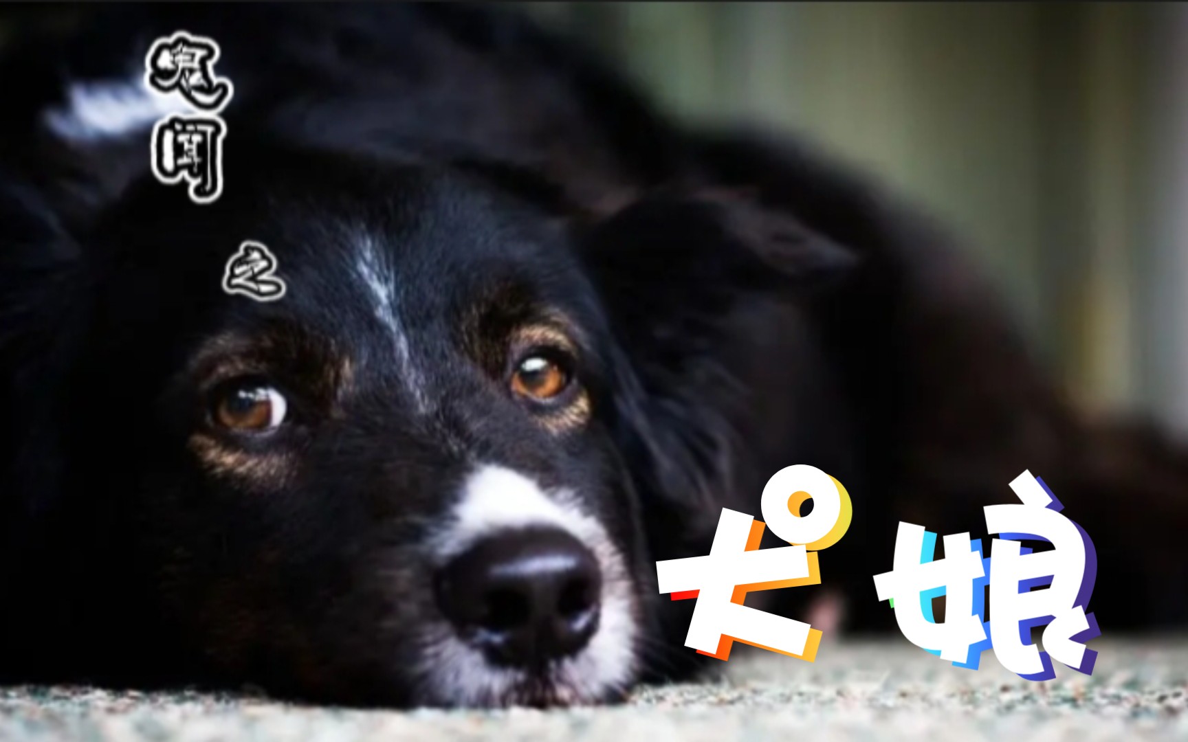 ...第一次生产幼仔的母犬,而且幼仔必须全部天生早夭,这样才符合条件。