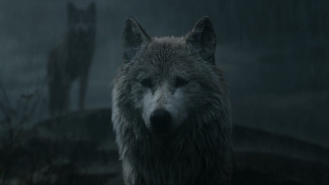 狼孩跟随狼族长大已经形成了狼族的思维,对人类尤其感到陌生