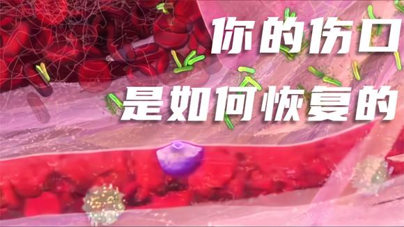 3D动画演示,受伤后人体皮肤感染及康复的全过程!