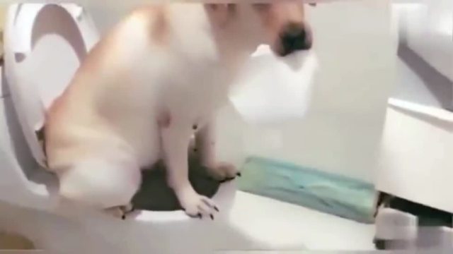 养一只狗狗有多难,还得学会上厕所,必须用马桶