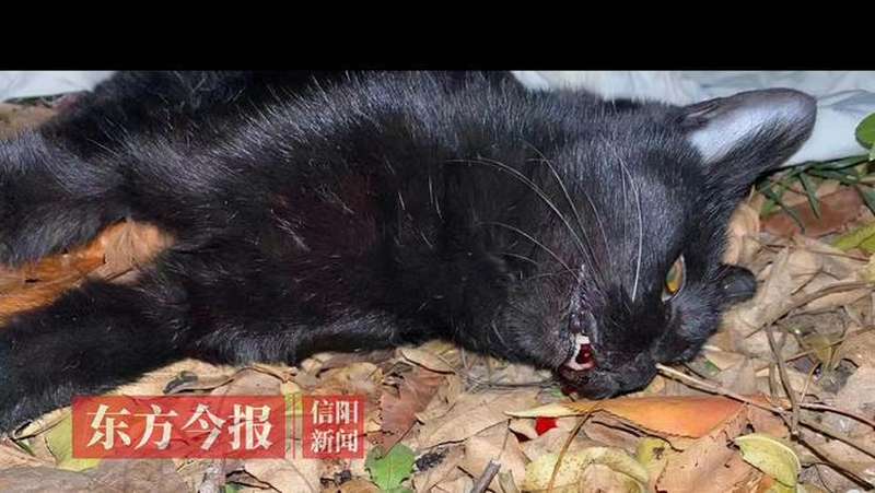 动物救助 动物保护 疑似遭投毒!信阳某小区十几只流浪猫遭毒杀 猫 ...