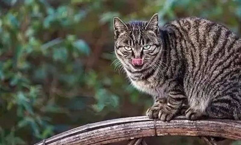 中国唯一被承认的"品种猫",随处可见,海外身价高达800美元!