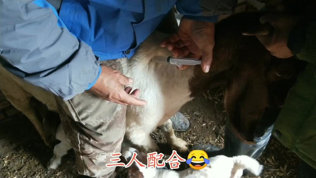 母羊产下3只羊羔得感冒,早发现早治疗,两人配合,对症下药