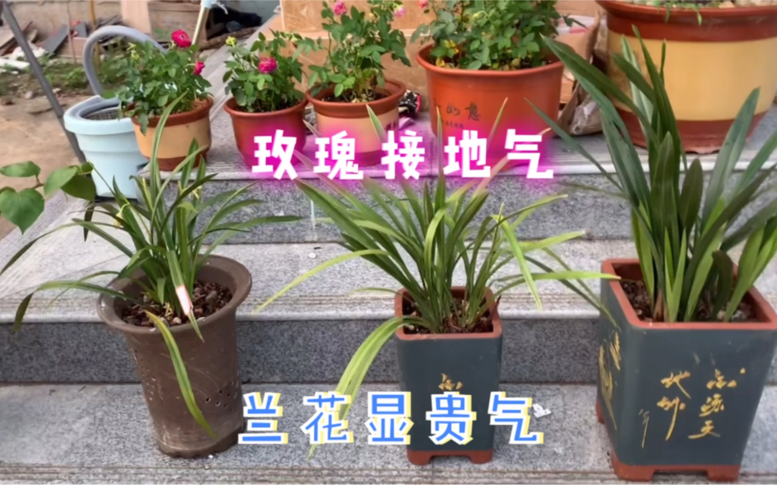 犟人老李的庭院美化:养花可以简单粗暴点,适合的喜欢的才会给你带来...