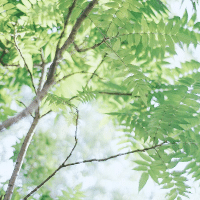 红袖翩跹 