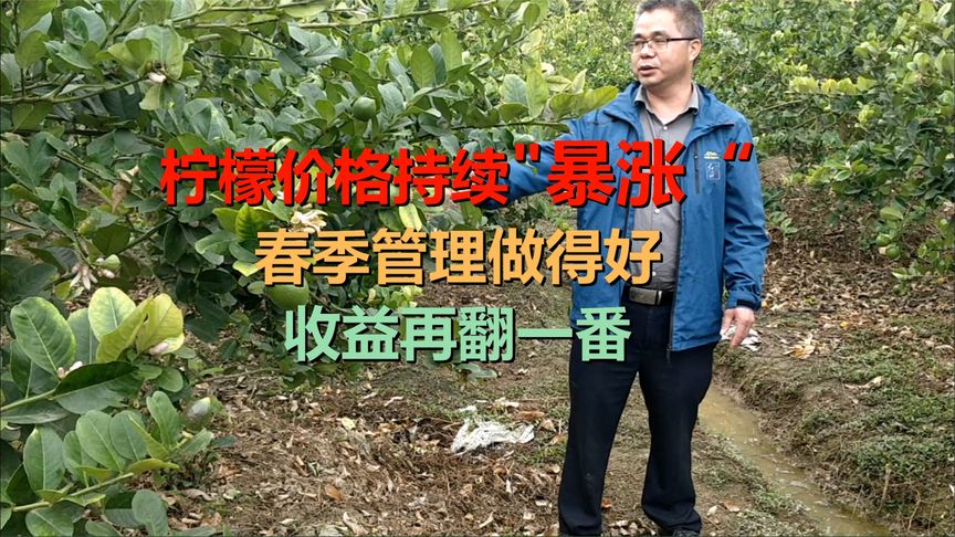 柠檬价格持续“爆涨”,春季管理做得好,收益再翻一番
