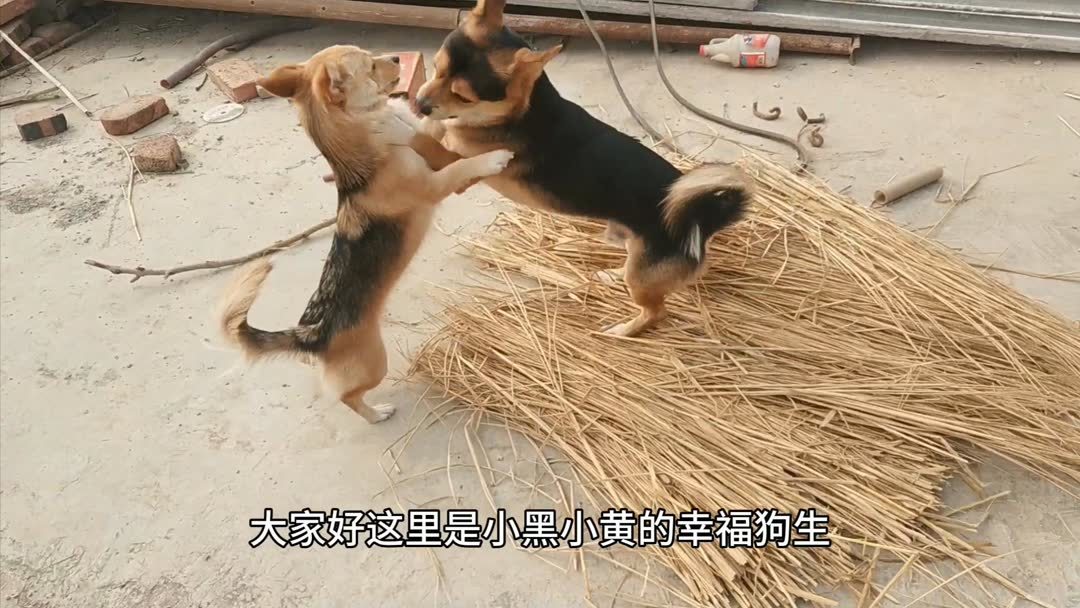 抗击肺炎:女子怕狗狗感染肺炎传染给人类,每天都在房顶遛狗,逗