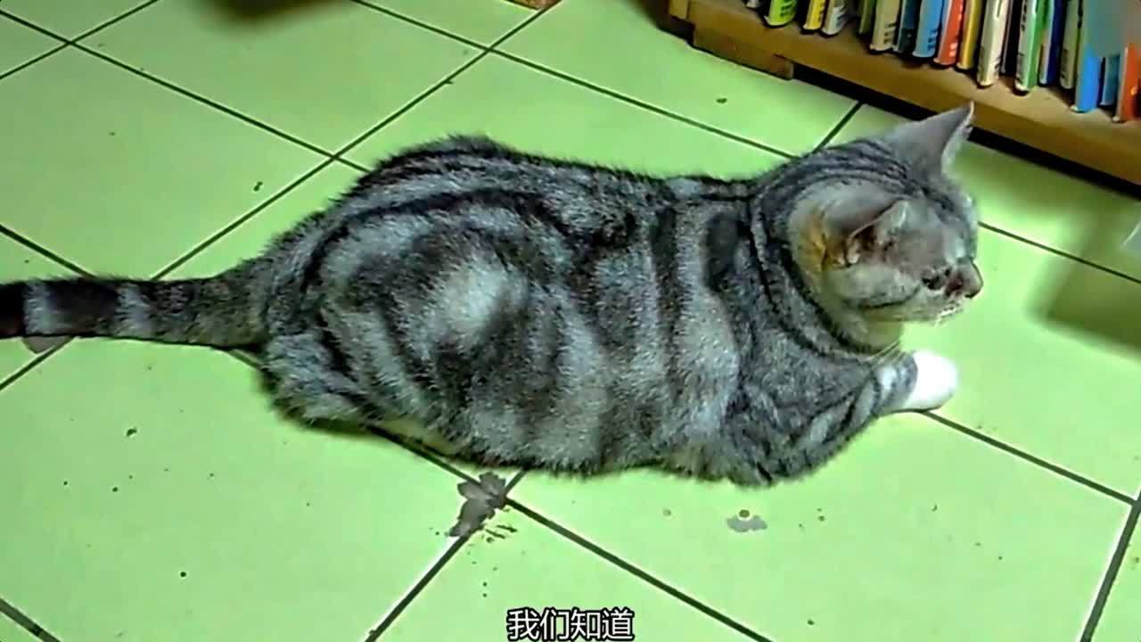 猫咪有这四种表现,说明它很爱你,赶紧捂着嘴偷着乐吧?