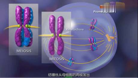 「3D动画」减数分裂