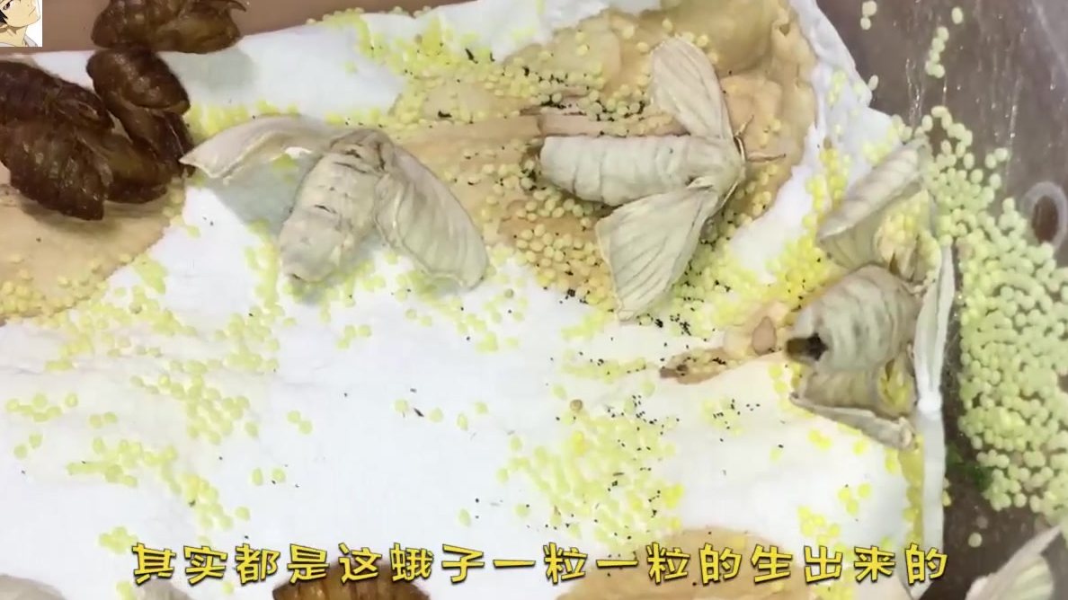 大蛾子终于产卵了,蚕宝宝就是这么孵出来的,产量很足