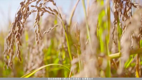 水稻究竟是怎么收割的?这个视频告诉你,看着实在太过瘾了