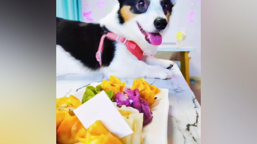 #宠物蛋糕 #宠物蛋糕 #自制宠物零食 #美食 今日慢厨宠物鲜食分享