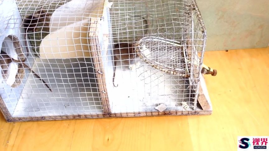 改良版捕鼠笼!一次可以抓6只老鼠,制作很简单,一看就会哦!