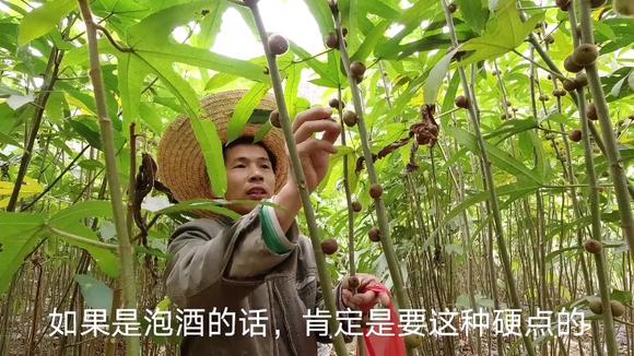 广西人工种植的五指毛桃,这个果实有什么用呢?二师兄带你们去看