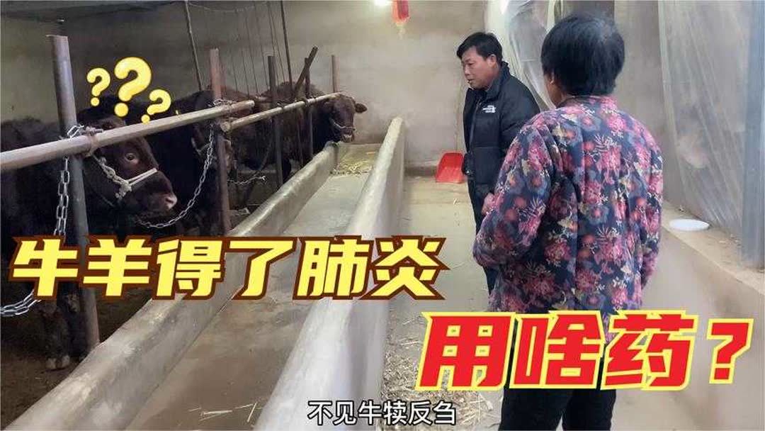 小牛犊得了胸膜性肺炎,三天治好在圈里撒欢呢,用的啥药怎么管用
