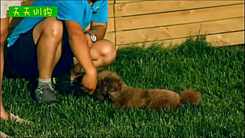 训狗狗上厕所视频_训练狗狗大小便手势_最有效的训狗方法视频教程