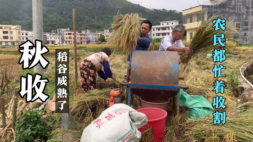 秋季稻谷成熟了,农民的期待丰收的喜悦!