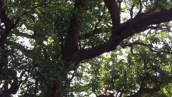 百年树龄的芒果树,依然屹立挺拔