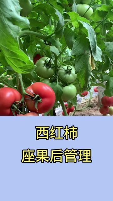 西红柿,座果后管理!记录三农西红柿种植