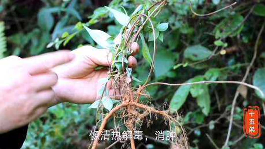 这种植物叫糯米草,用于水肿跌打损伤风湿骨痛的一味草药,了解下