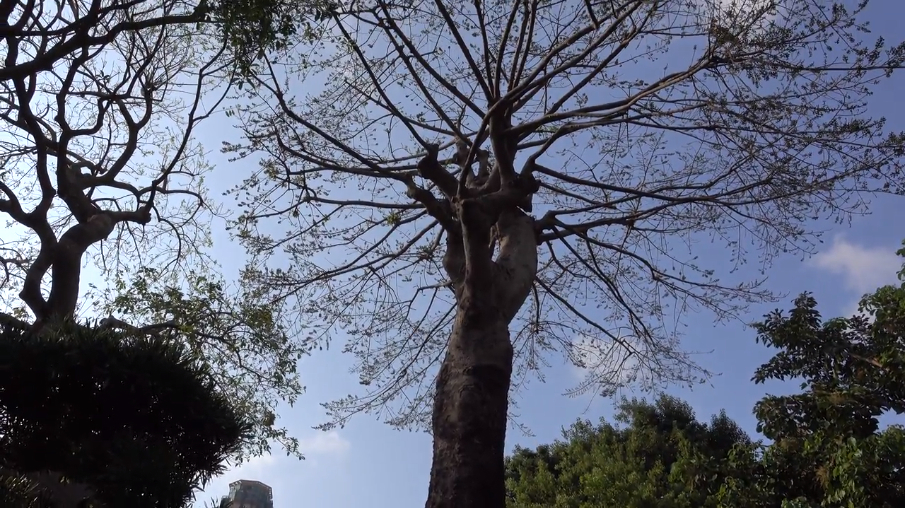 全球最毒的树木,号称见血封喉,只要被树枝戳中基本就凉凉了