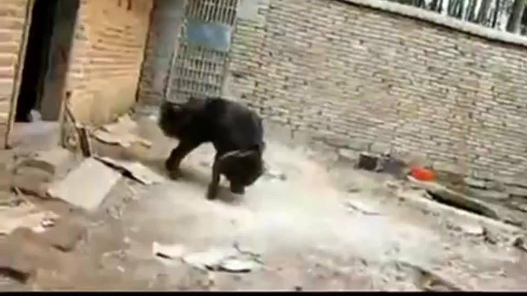 藏獒打架视频纯种藏獒PKT1