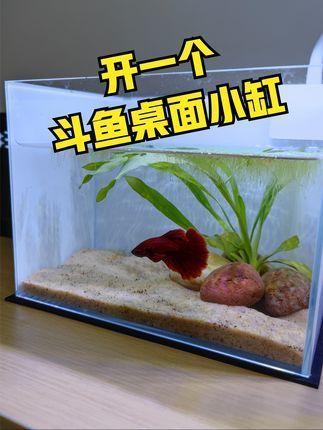 放在办公桌上美极了