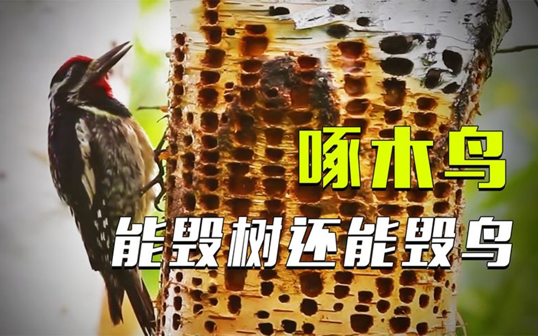 啄木鸟“鸟设”崩塌?吸食幼鸟脑髓残骸树木,森林医生难道成庸医