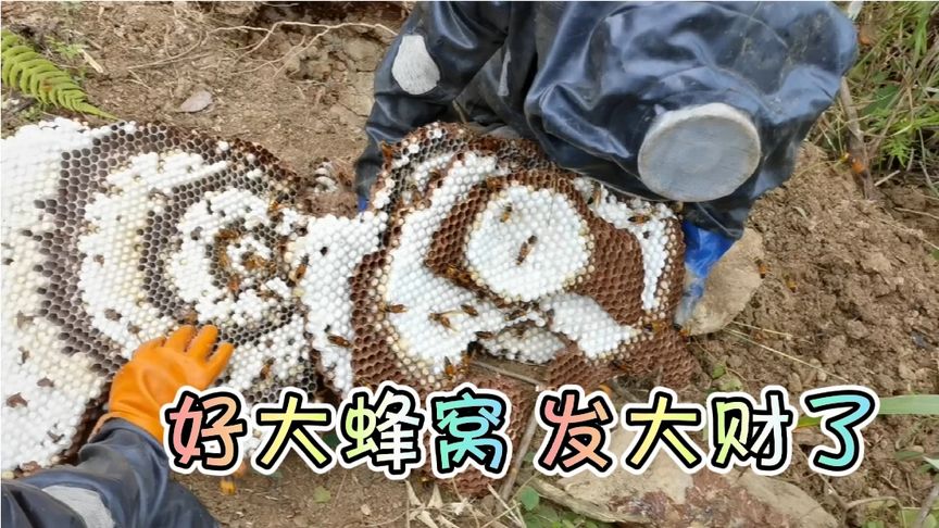 放了两天的引蜂标,今天终于找到了,正锅和几兄弟穿上装备一窝端